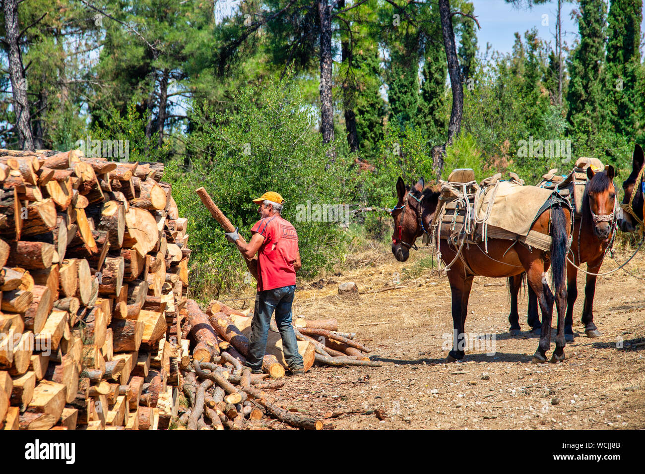 Maderera Mule Maderas
